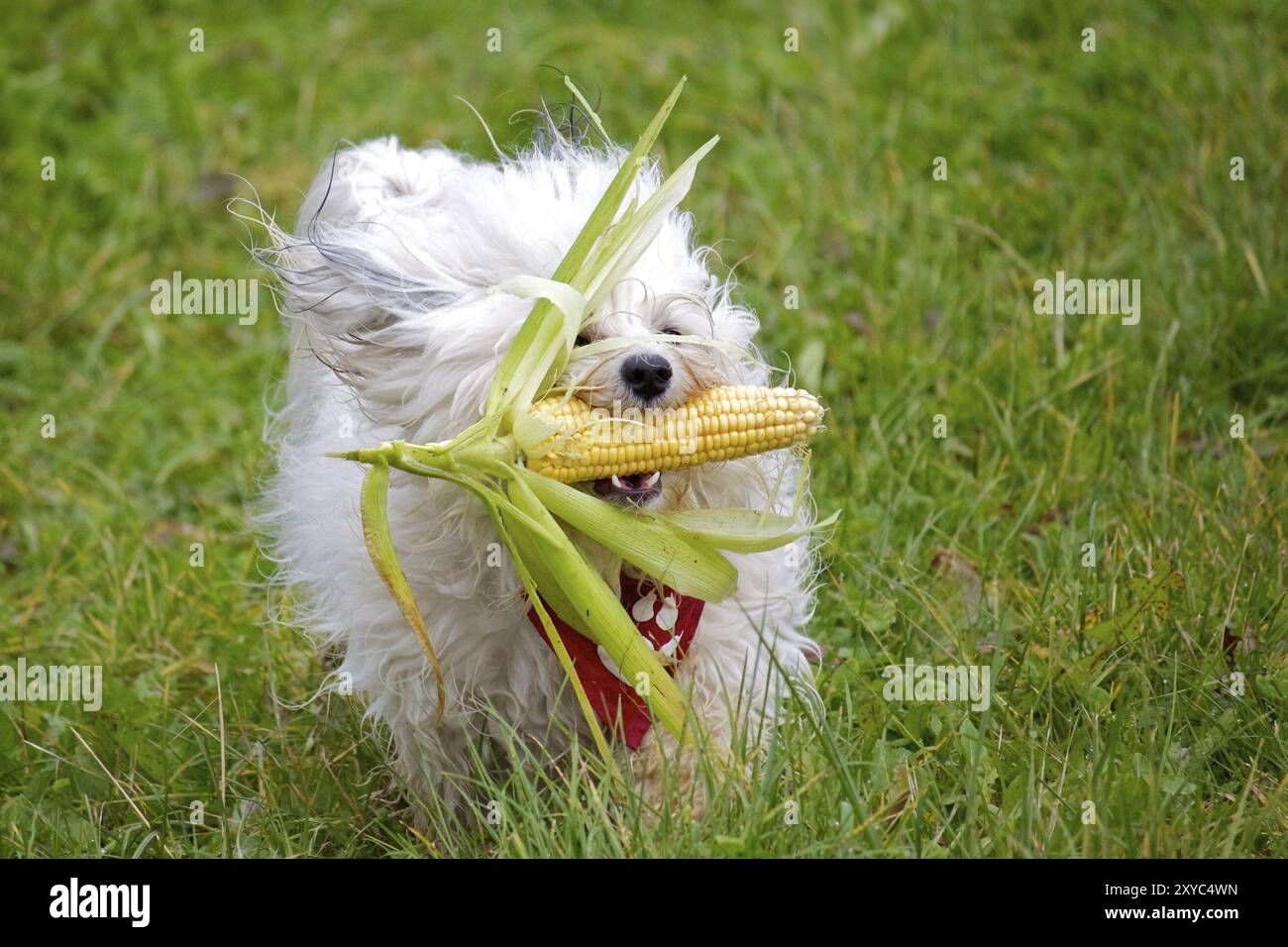 Thief animals hi-res stock photography and images - Alamy