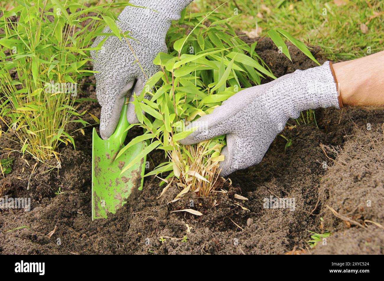 Bamboo planting, bamboo planting 02 Stock Photo - Alamy