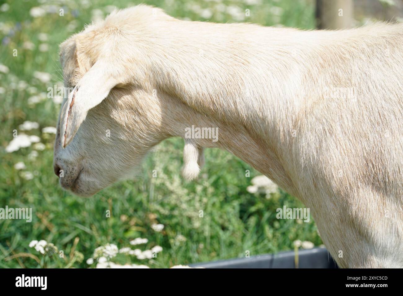 White female goat looking away Stock Photo - Alamy