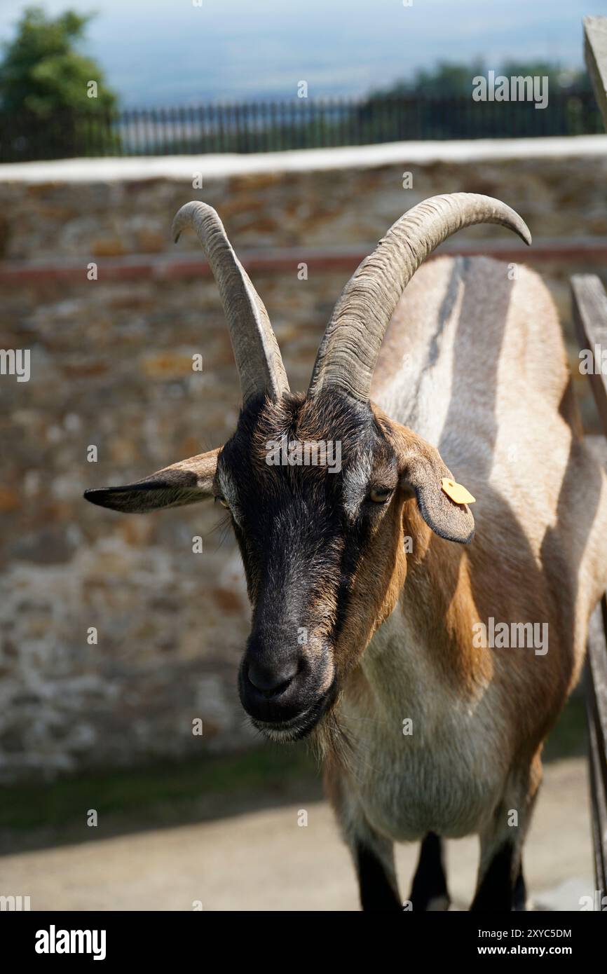 Brown male goat with horns - vertical photograph Stock Photo - Alamy