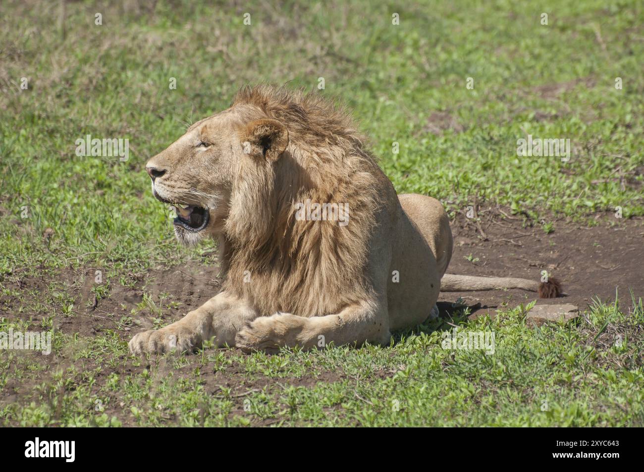 Male lion resting in the soft sun, which shows off his main very ...
