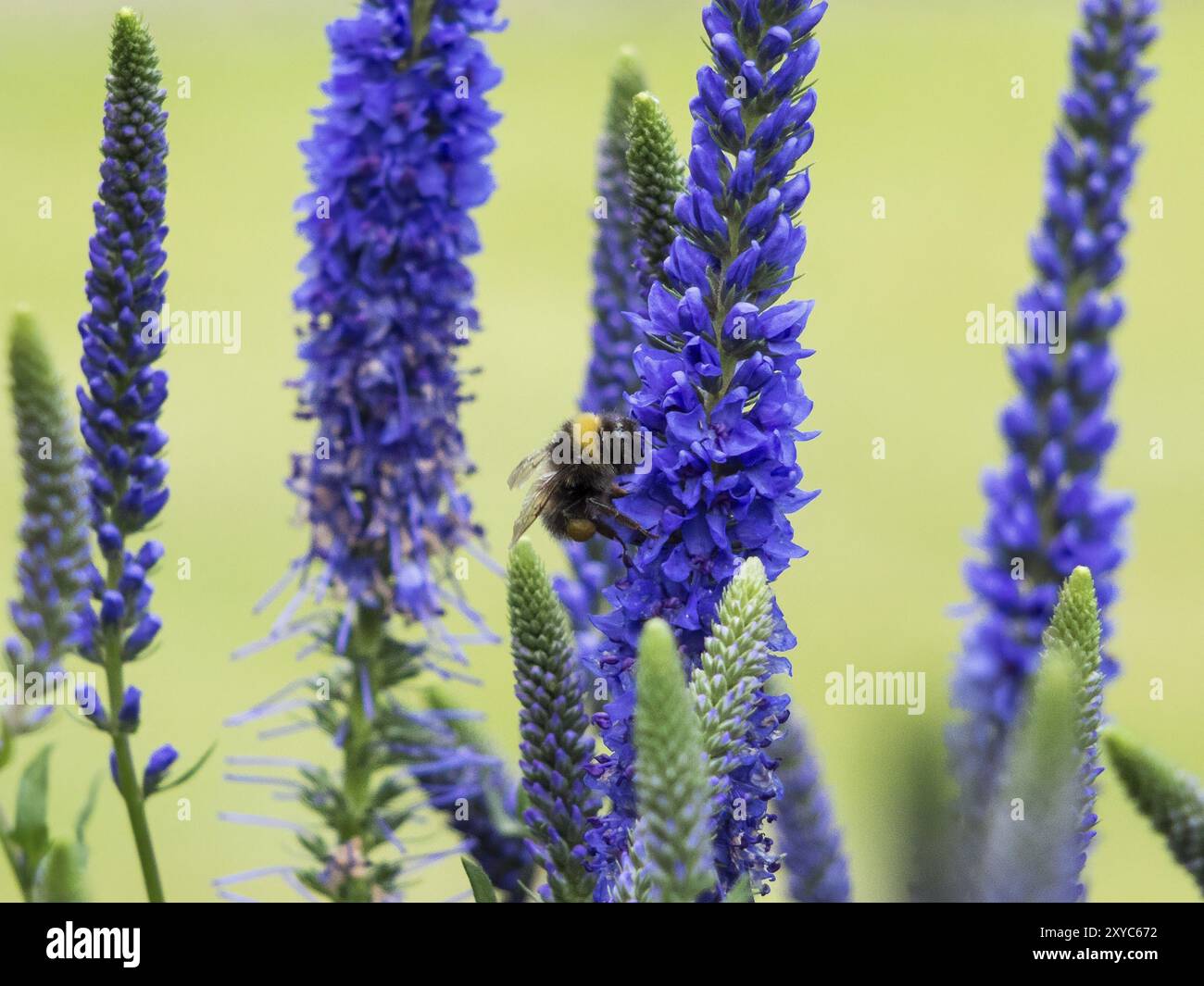 Bee gathering nectar from Veronica Spicata Ulster Dwarf Blue flowers ...