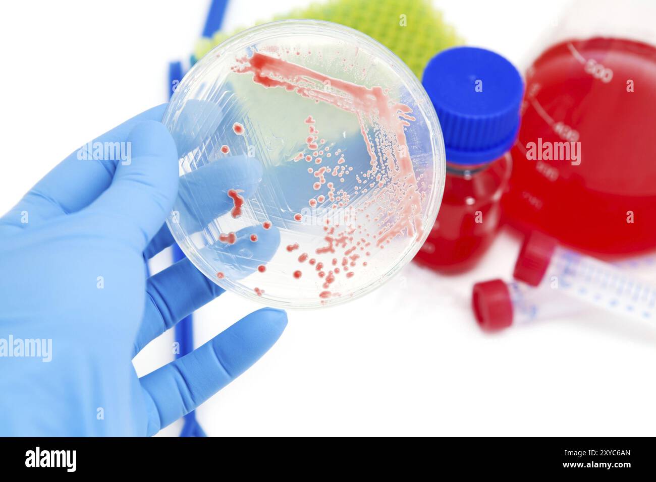Agar plate hi-res stock photography and images - Alamy
