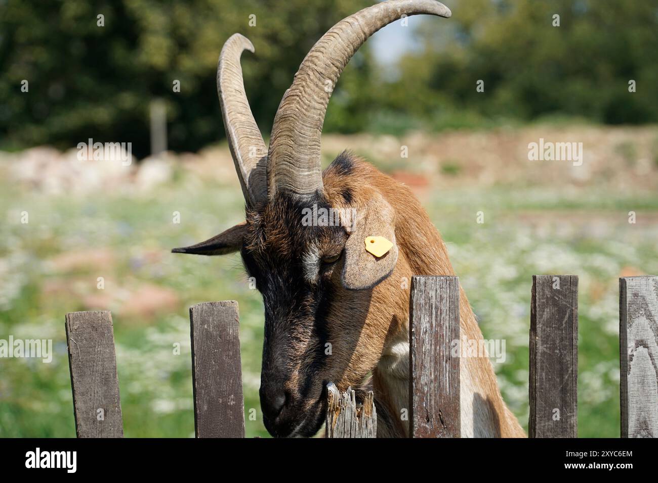 Brown goat horns sticking hi-res stock photography and images - Alamy