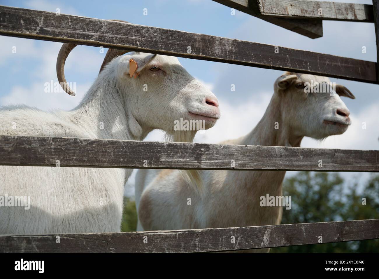 Goat standing behind wooden fence hi-res stock photography and images ...