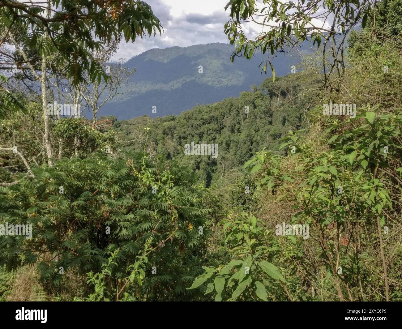 Rain forest, rwanda Stock Photo - Alamy