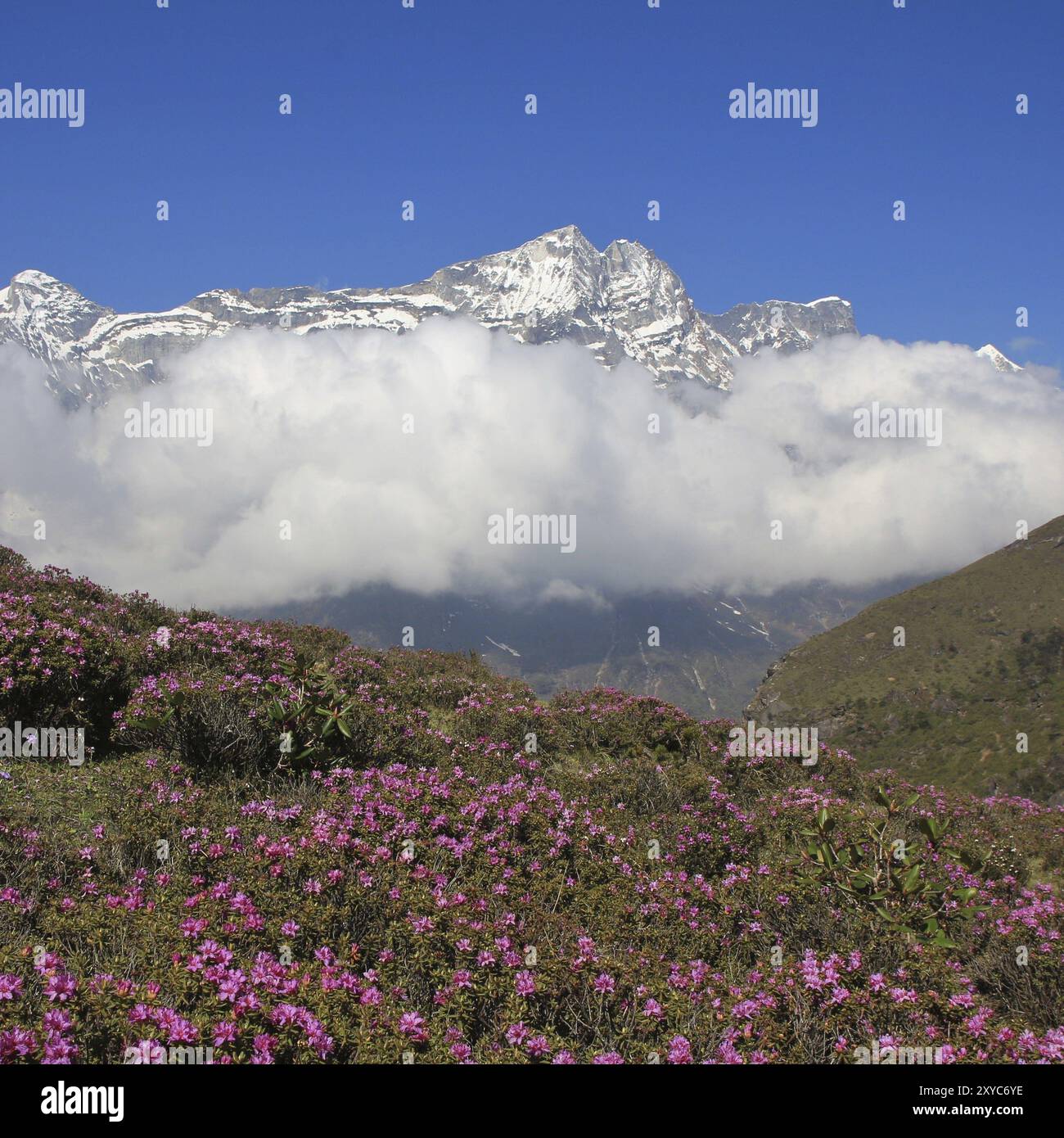 Spring scene in Namche Bazar, Everest National Park, Nepal. Pink ...