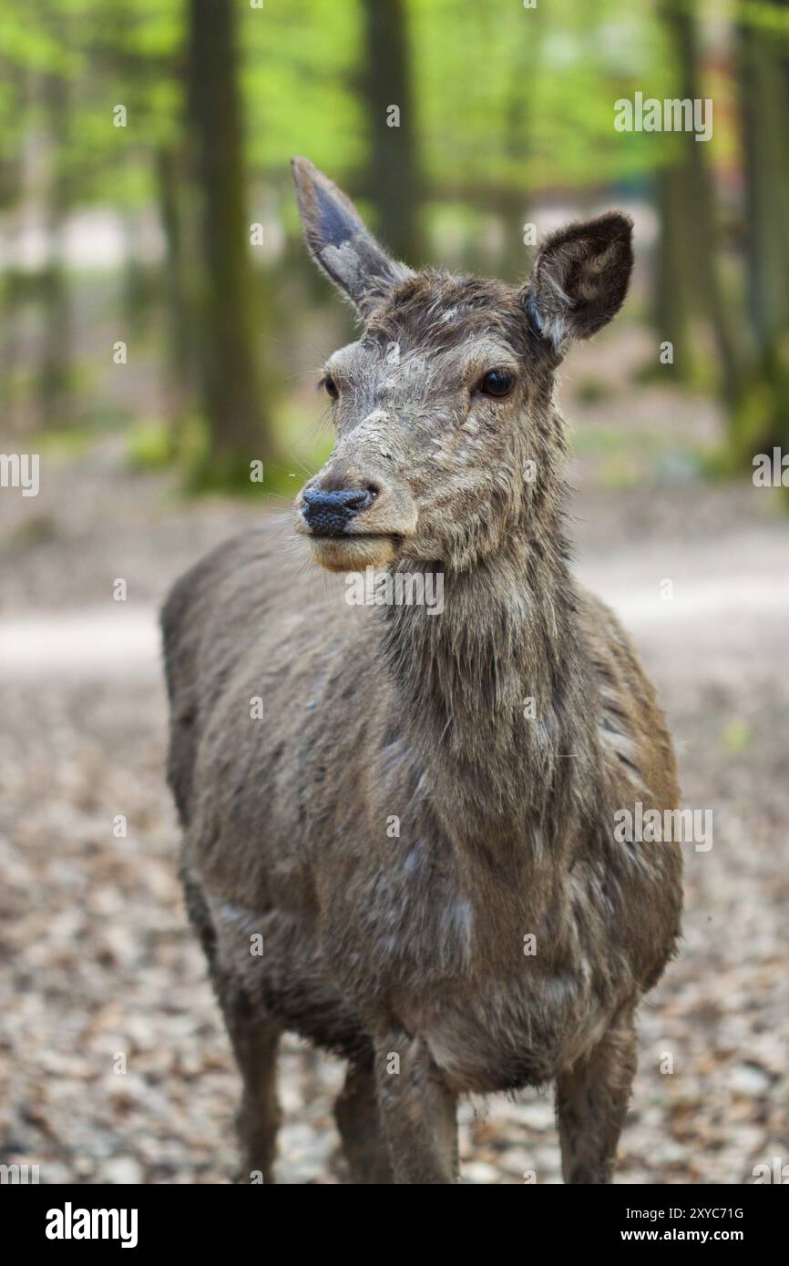 Red deer cows cervus hi-res stock photography and images - Alamy
