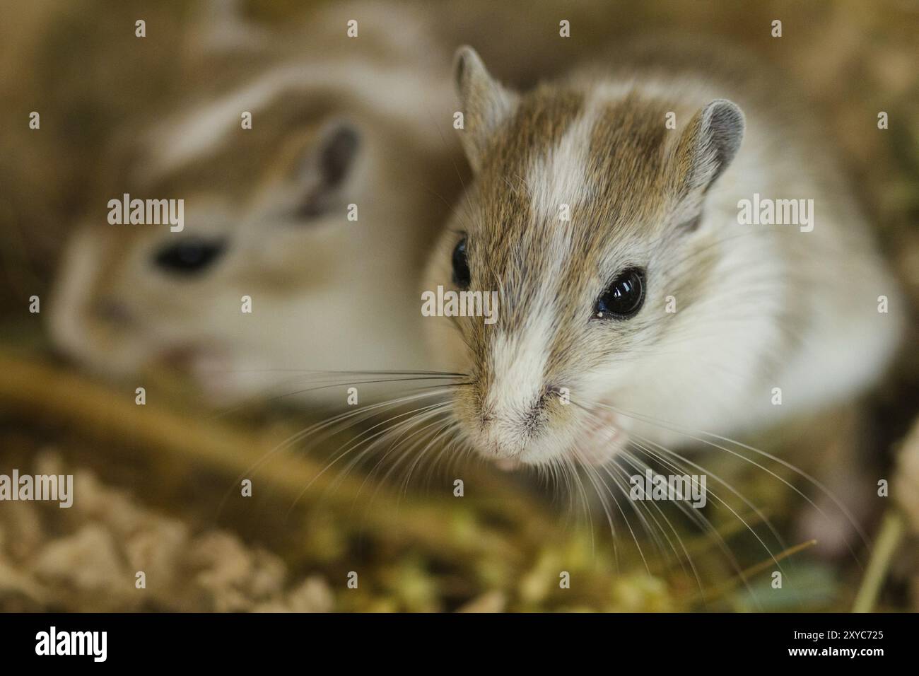 Mongolian gerbil (Meriones), gerbil as a pet Stock Photo - Alamy