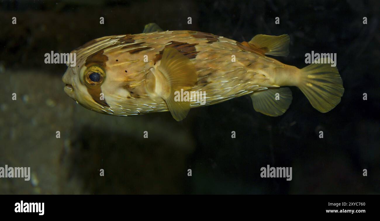 Puffer puffers tetraodontidae tetraodontiformes ray finned fishes ...