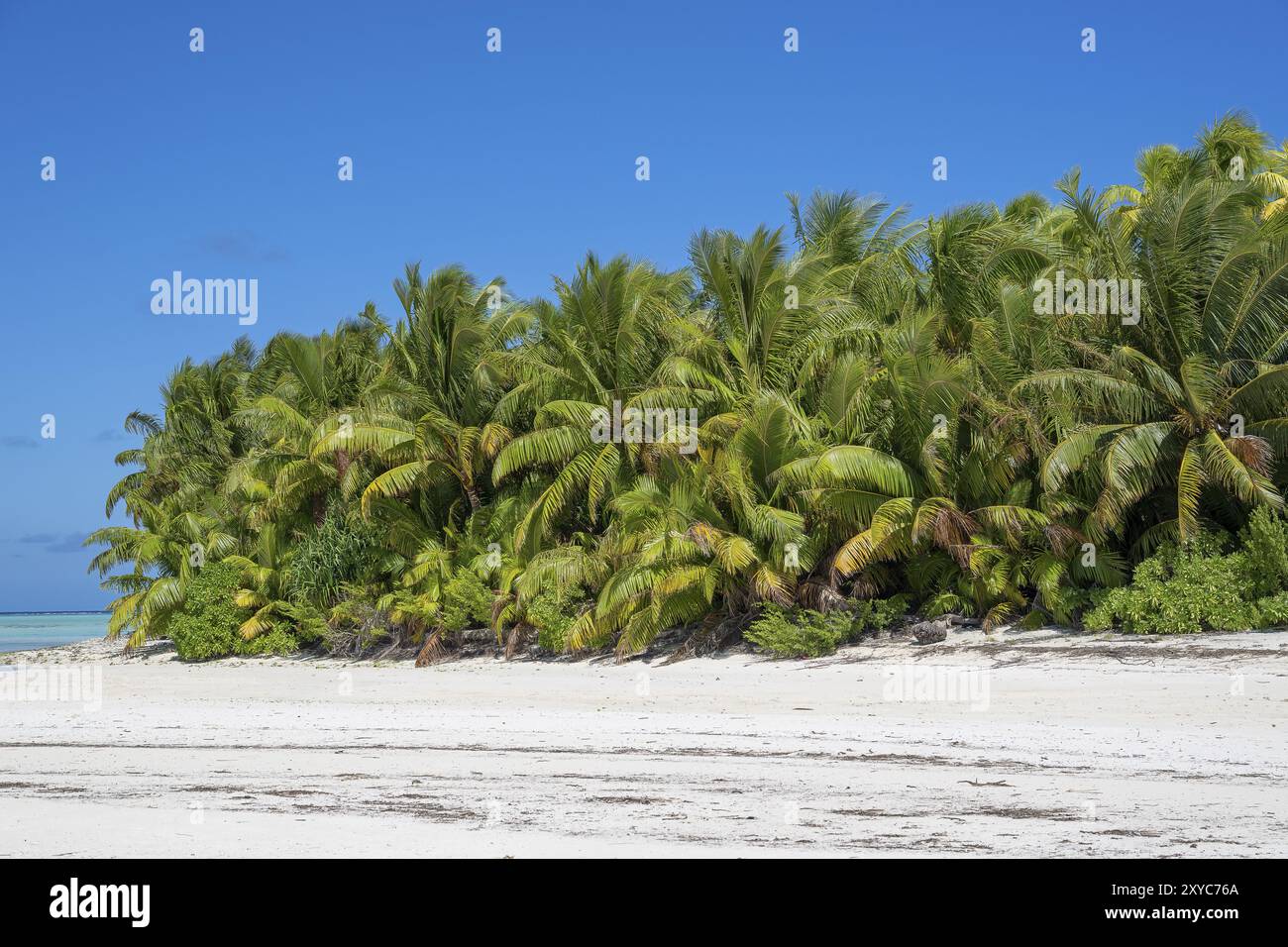 Coconut palm (Cocos nucifera), dense coconut forest, Tetiaroa, atoll ...