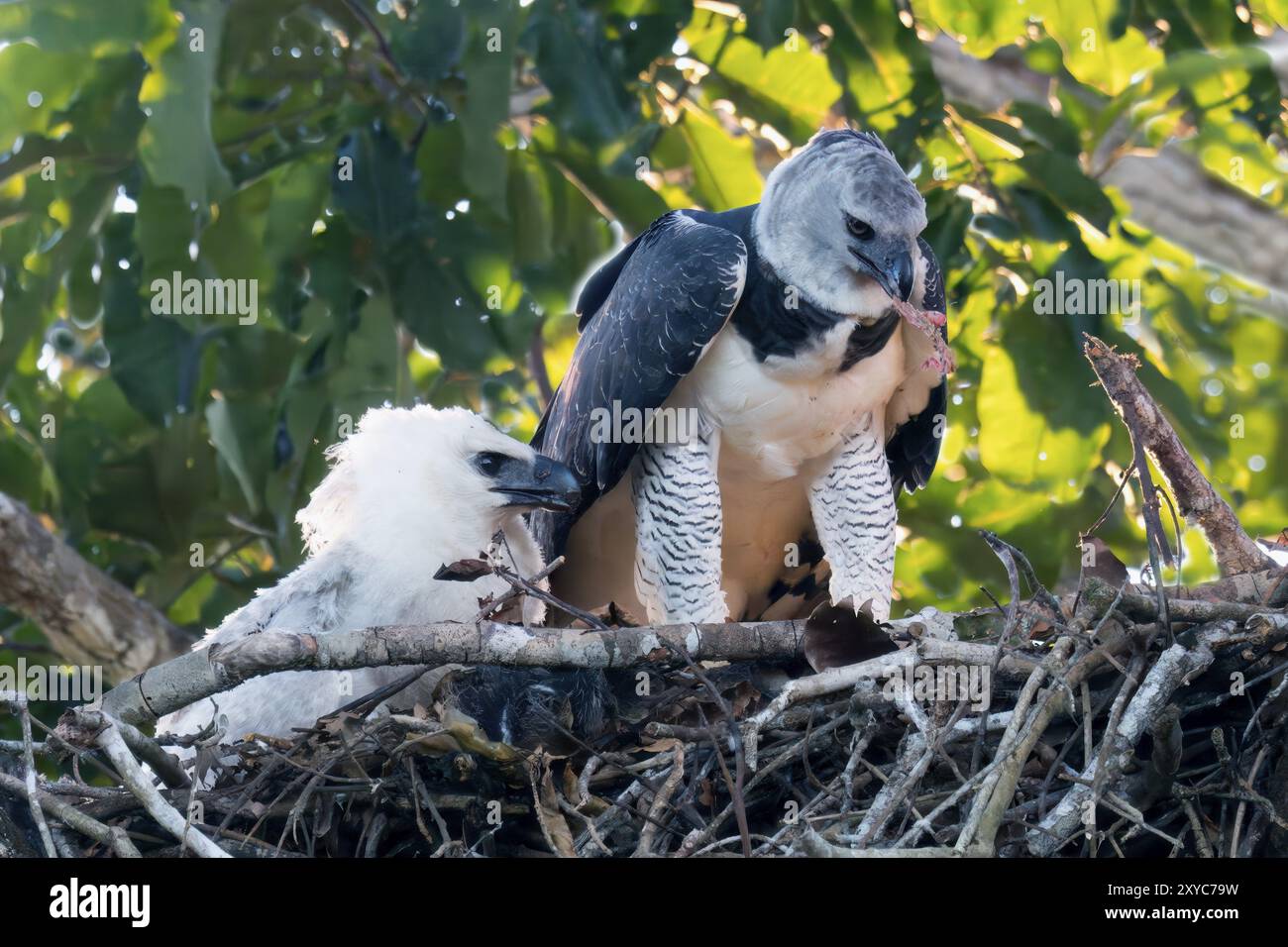 Harpy Eagle Eating Monkey