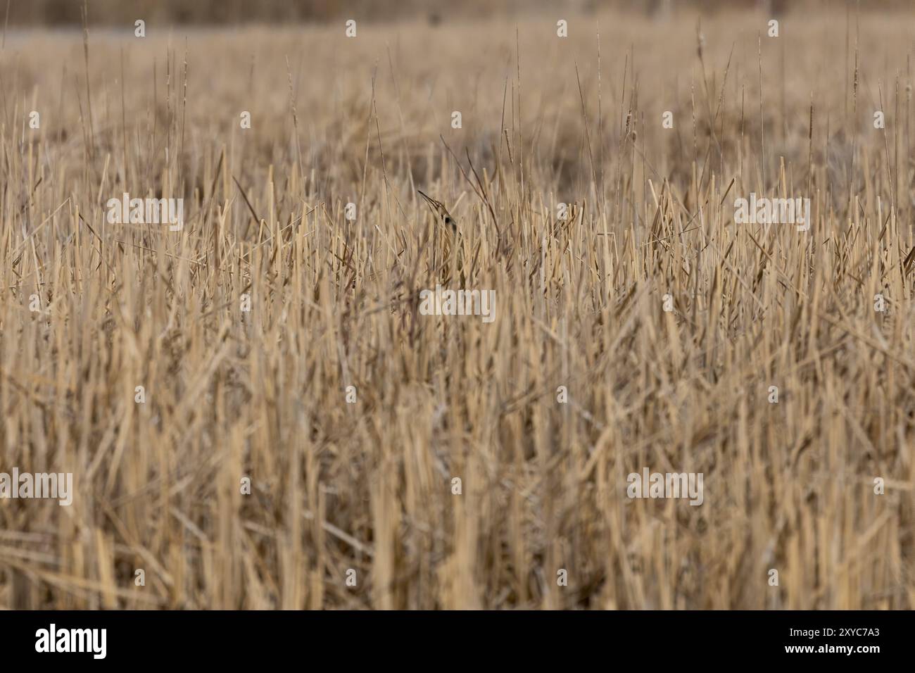 Reeds hiding these birds. The American bittern is a species of wading ...