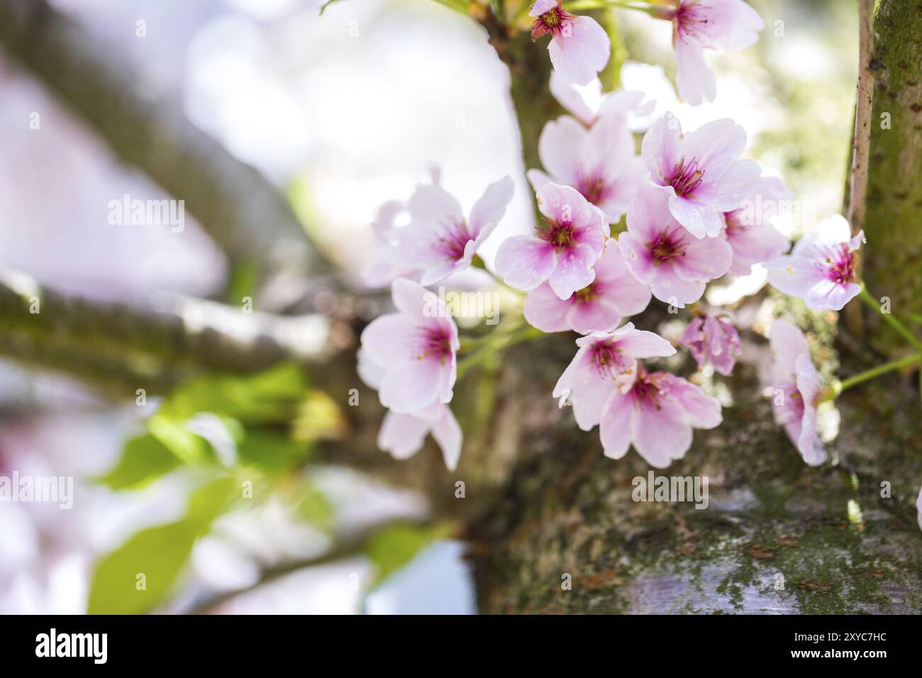 Light pink cherry hi-res stock photography and images - Alamy