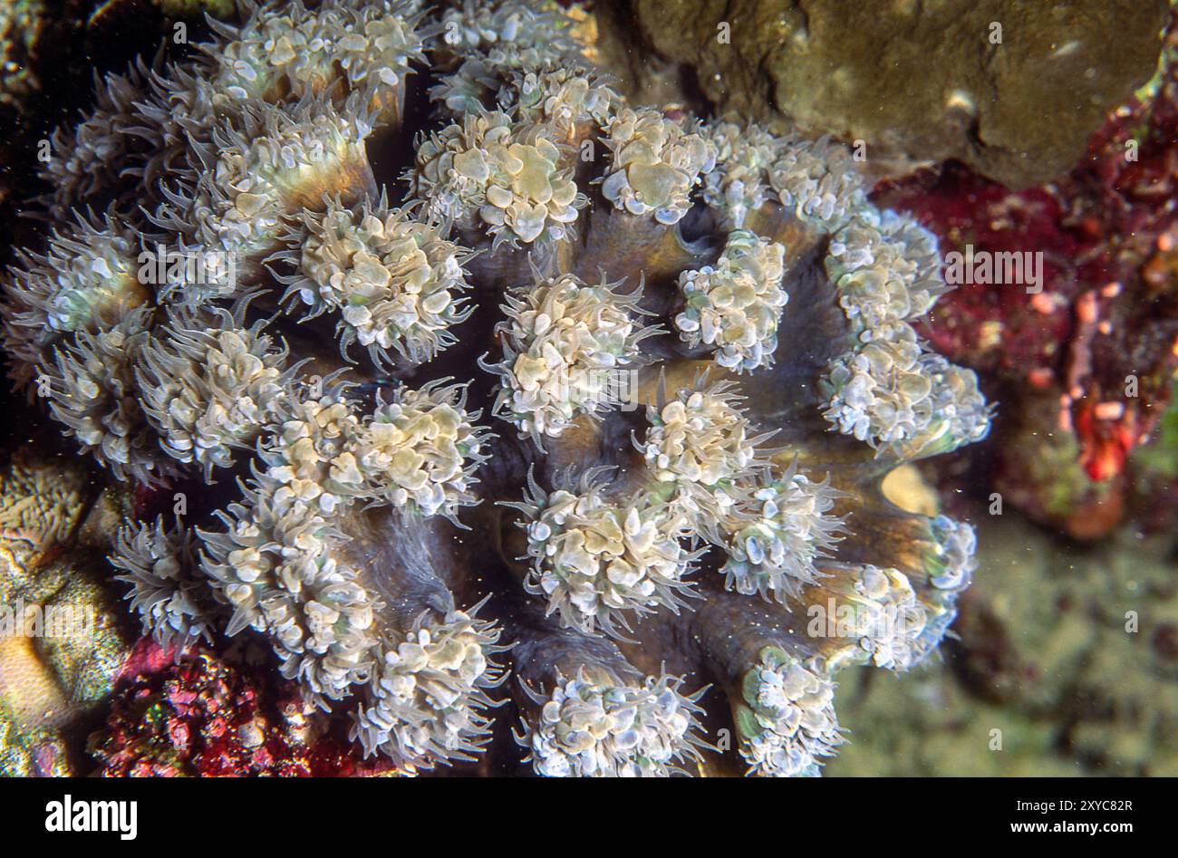 The stony coral Plerogyra simplex from Bunaken, North Sulawesi ...