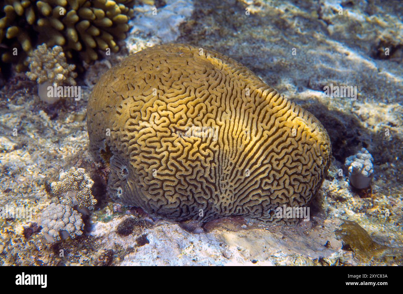 The stony coral Leptoria phrygia from Bunaken, North Sulawesi ...