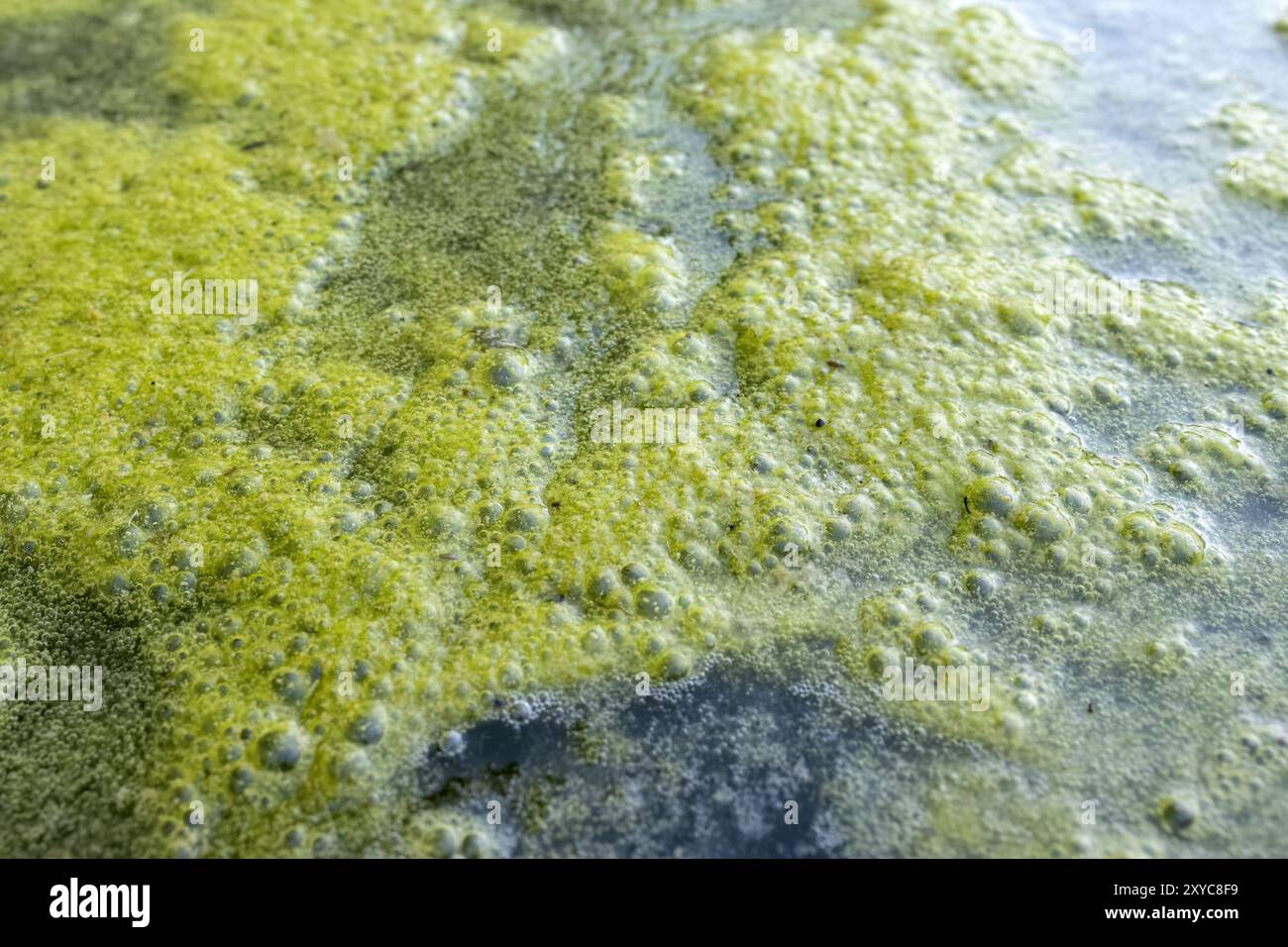 Eutrophication Process Eutrophication: Present Reality And Future