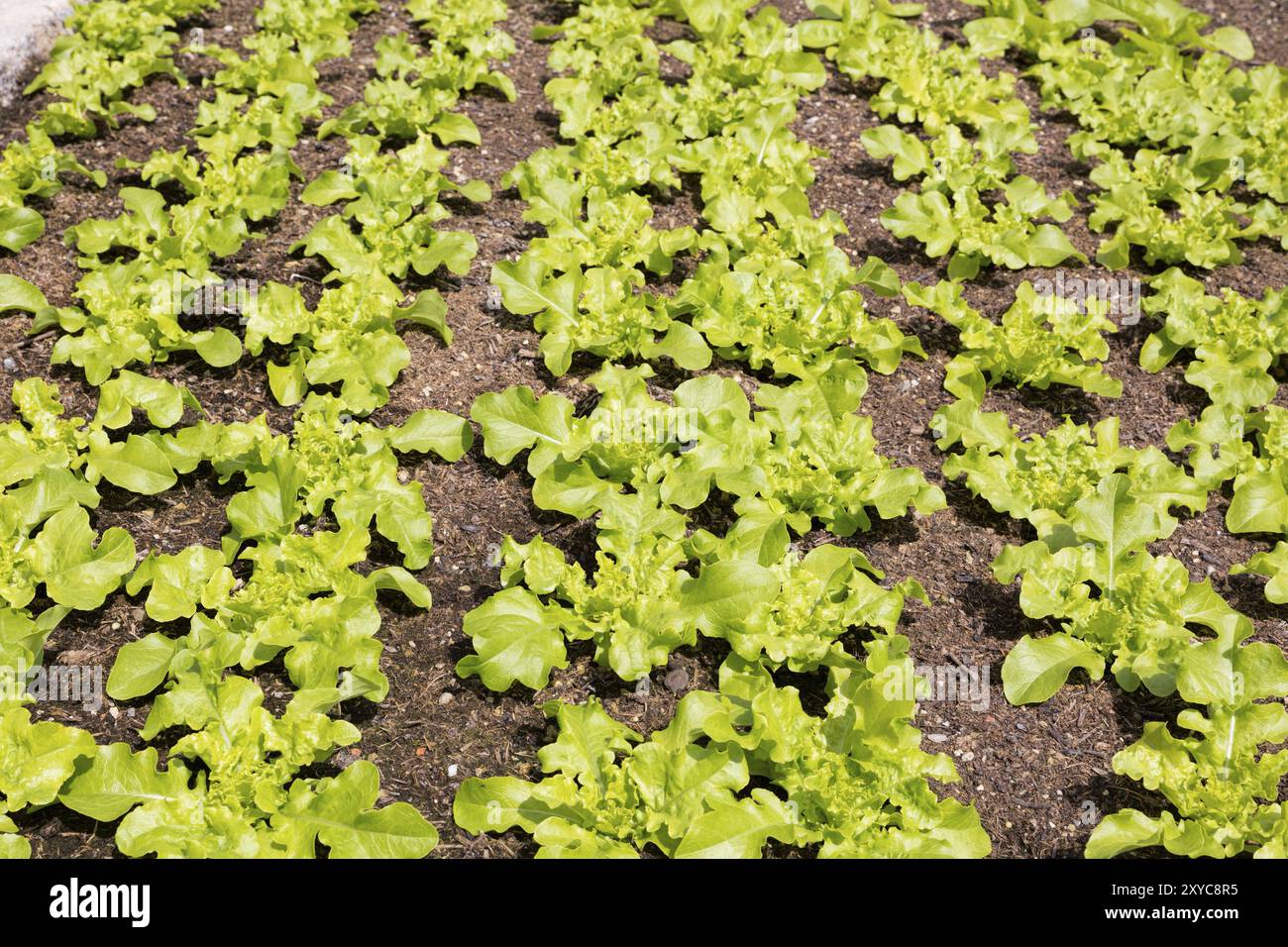 Young leafy plants in hi-res stock photography and images - Alamy