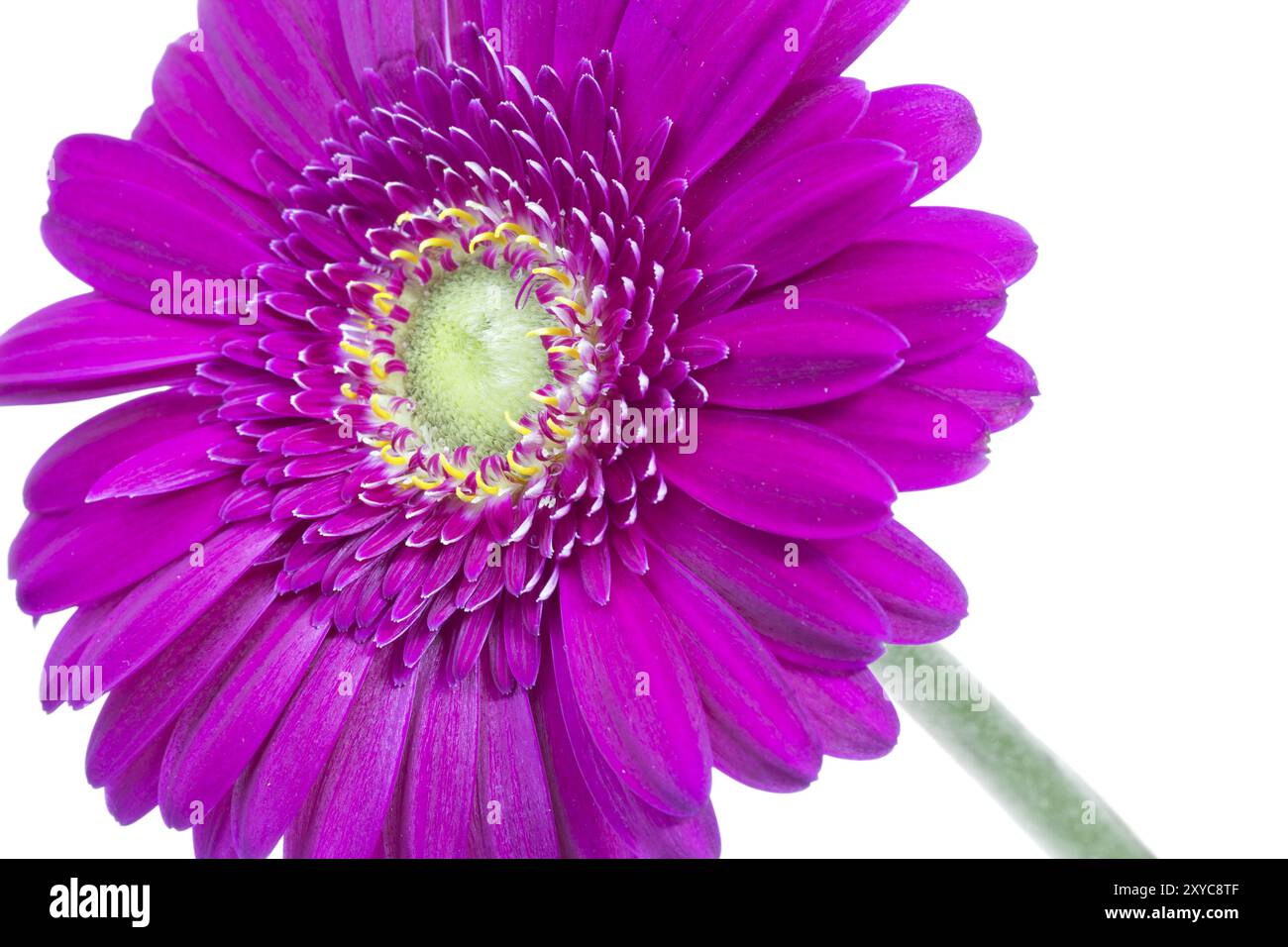 Photograph of a single daisy flower hi-res stock photography and images ...