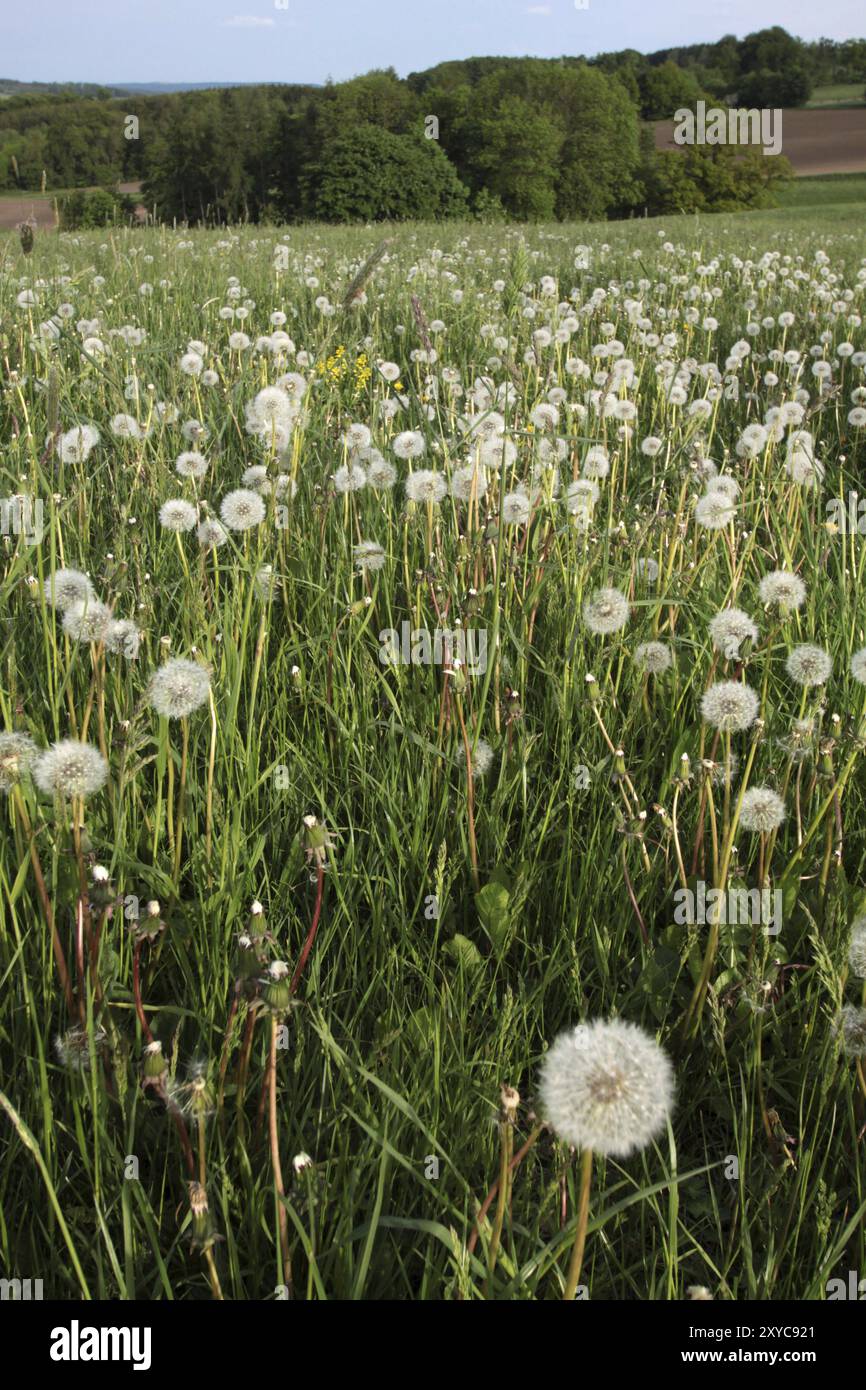 Giant dandelion seed head hi-res stock photography and images - Alamy