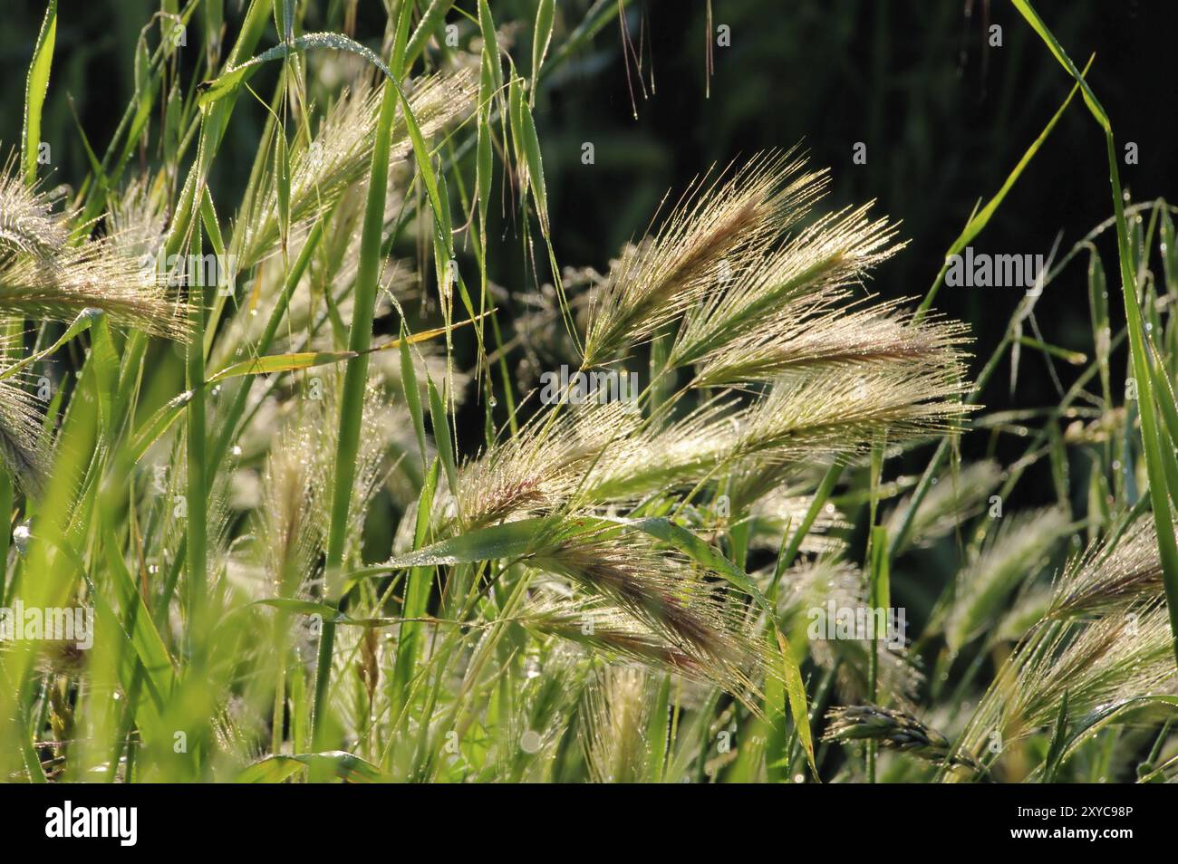 Rye breed hi-res stock photography and images - Alamy