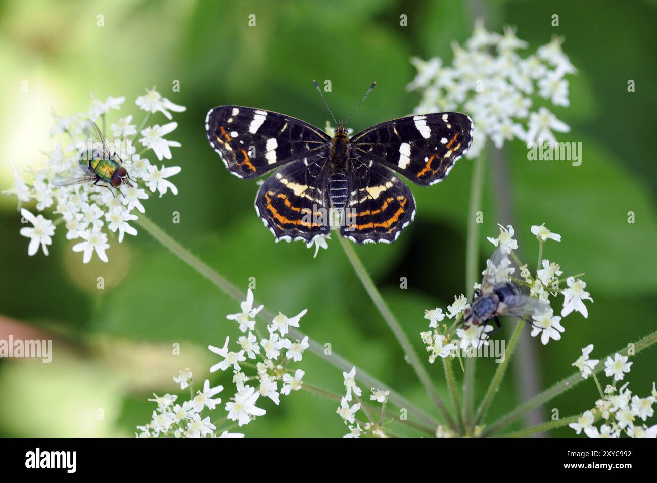 Map (butterfly) on a goldenrod while sucking nectar. Map (butterfly) on ...