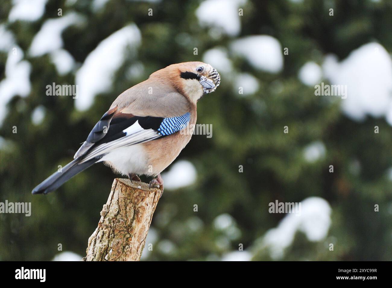 Eurasian Jay, Common Jay, Garrulus glandarius, Europe, Europe Stock ...