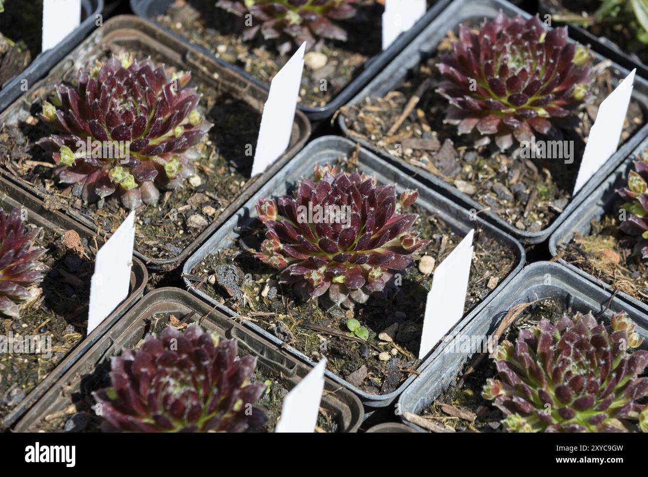 Houseleek in pots hi-res stock photography and images - Alamy