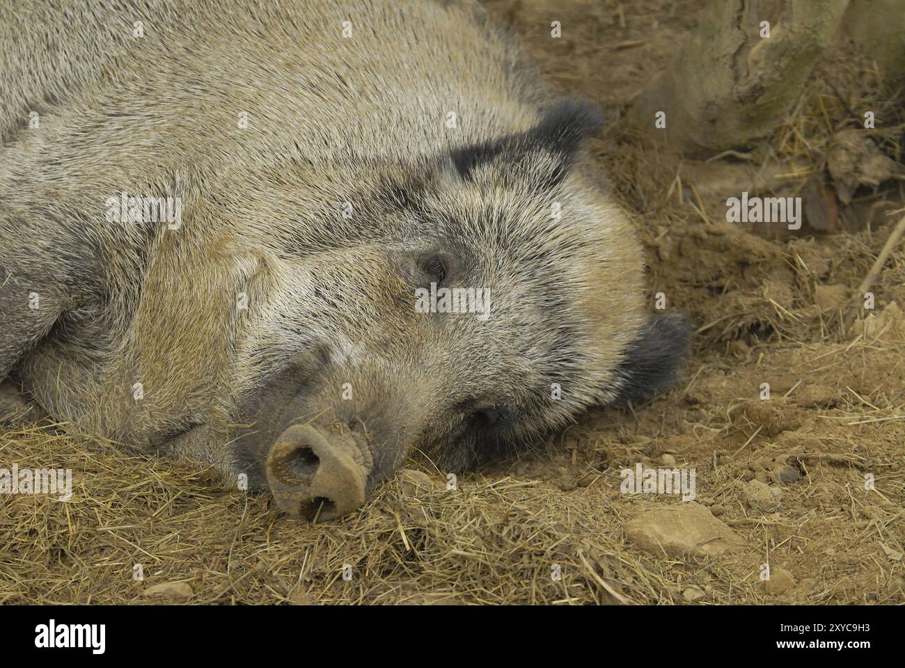 Wild boar takes a break.Wild Boar takes a break Stock Photo - Alamy