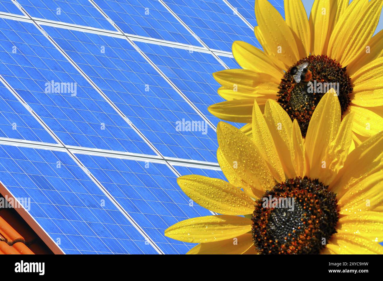 Solar modules with sunflowers, green electricity Stock Photo - Alamy