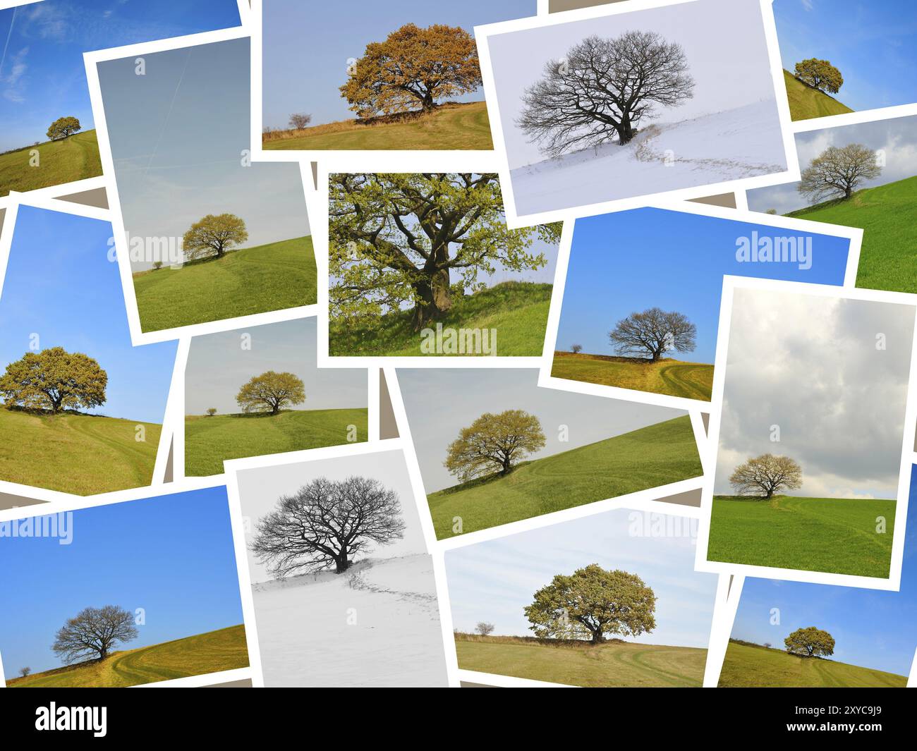 Installation of a deciduous tree, during all four seasons. Installation ...
