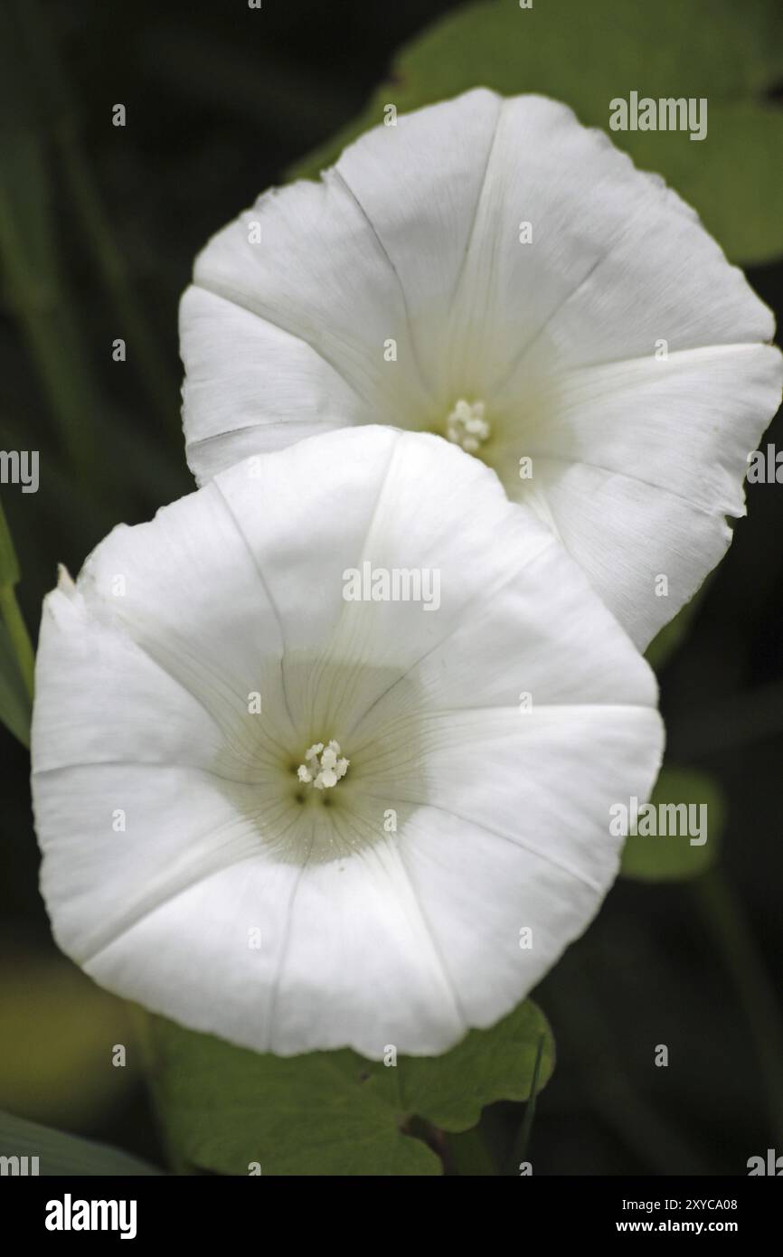 Larger bindweeds hi-res stock photography and images - Alamy