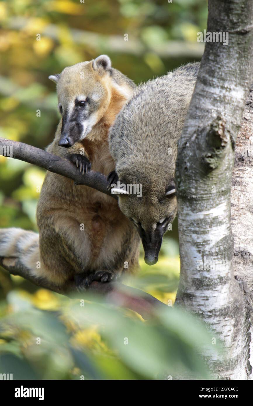 South American coati Stock Photo - Alamy