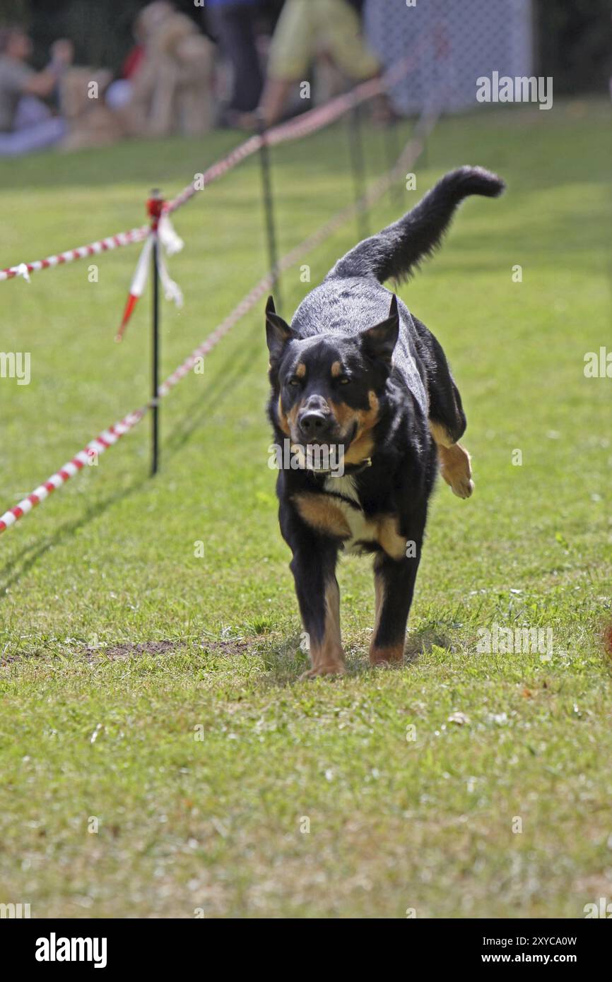 Bernese hound hi-res stock photography and images - Alamy