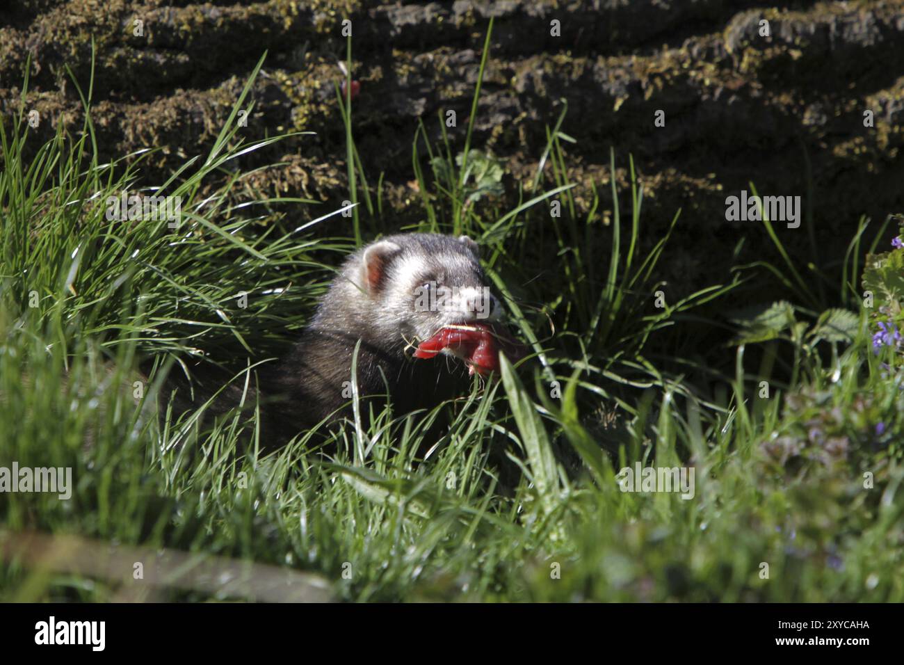 Polecats forest hi-res stock photography and images - Alamy