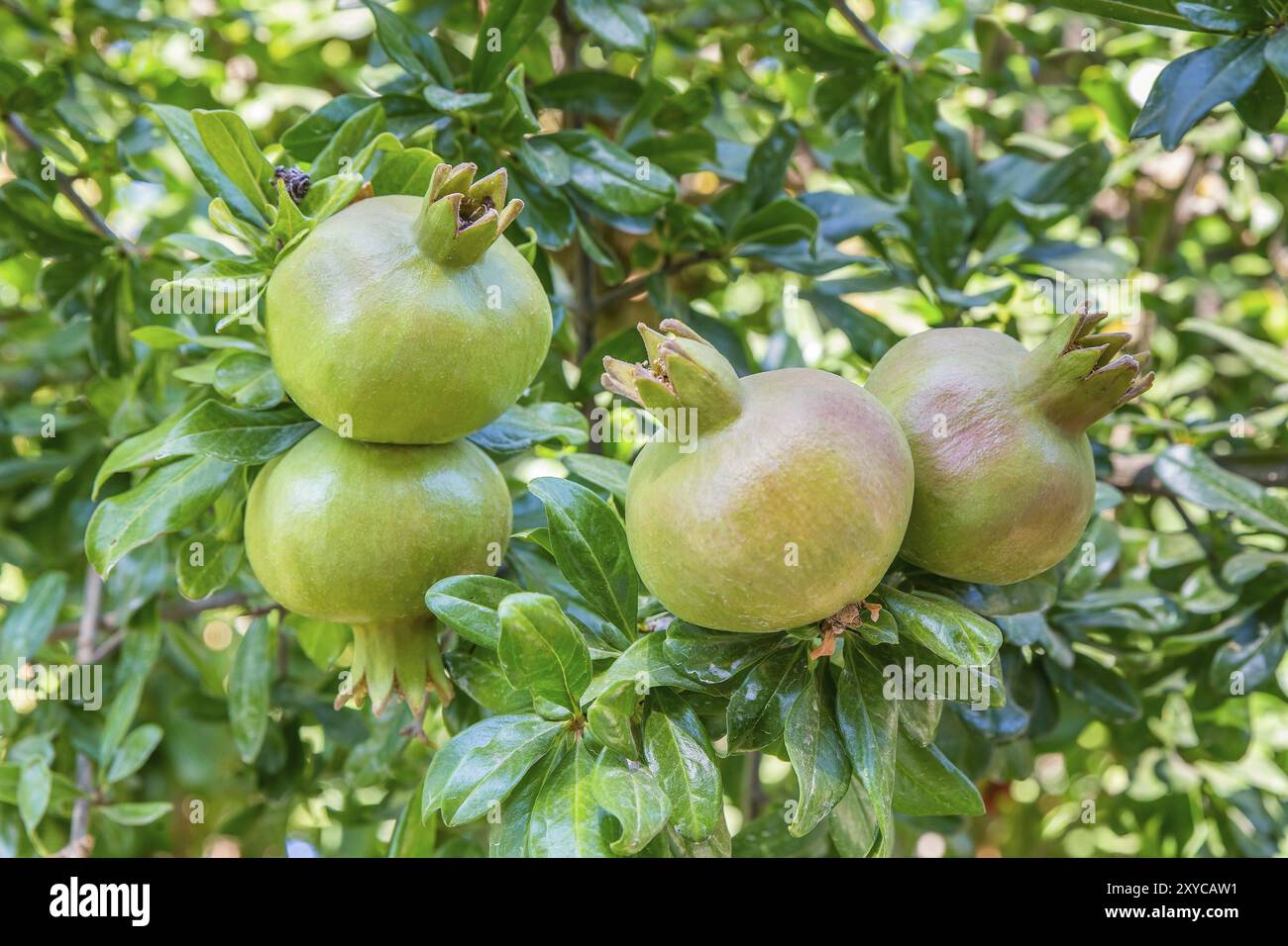 Group of pomegranates hanging at pomegranate bush Stock Photo - Alamy