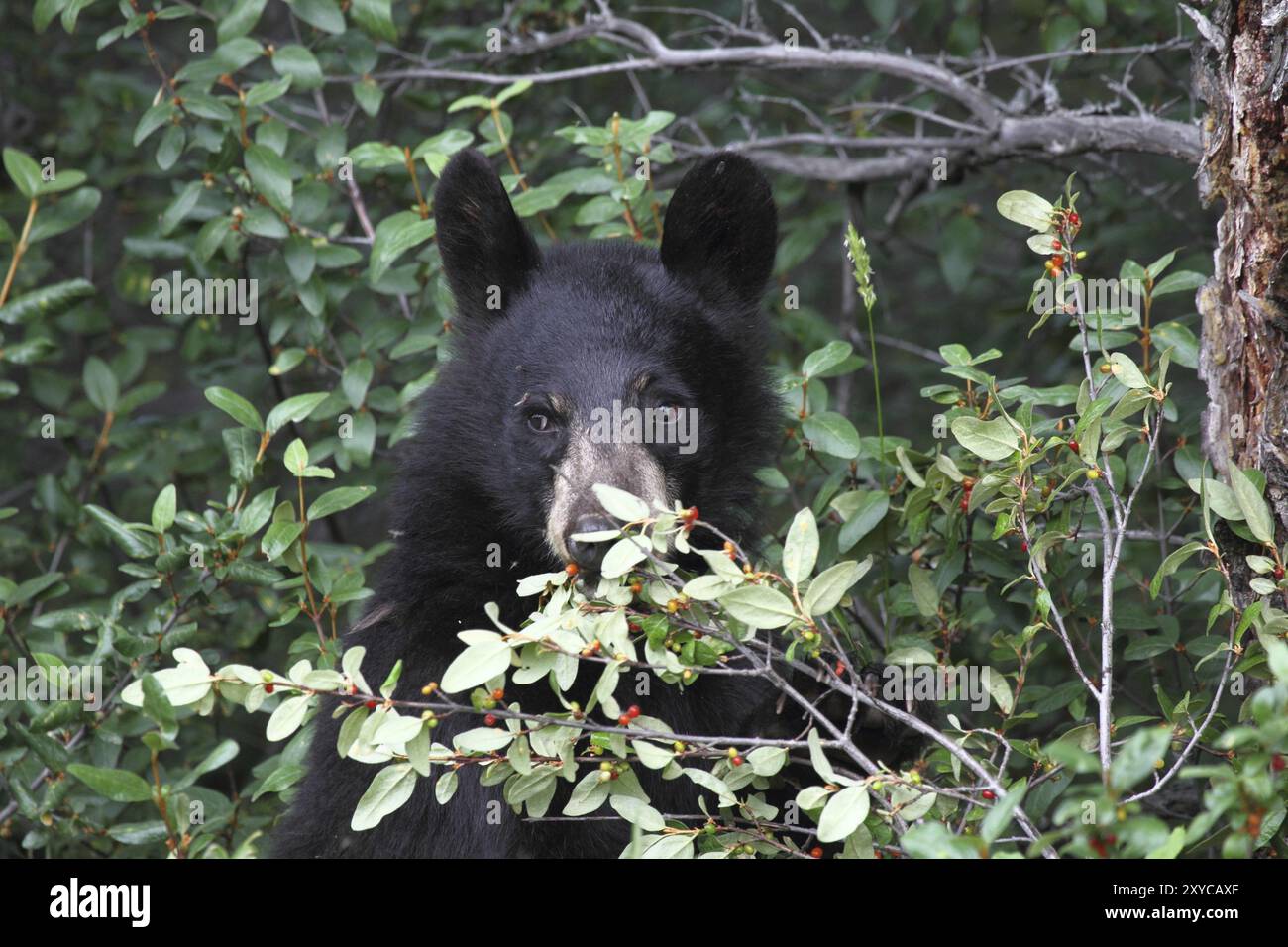 Black Bear, American Black Bear, Baribal, American Black Bear feeding ...