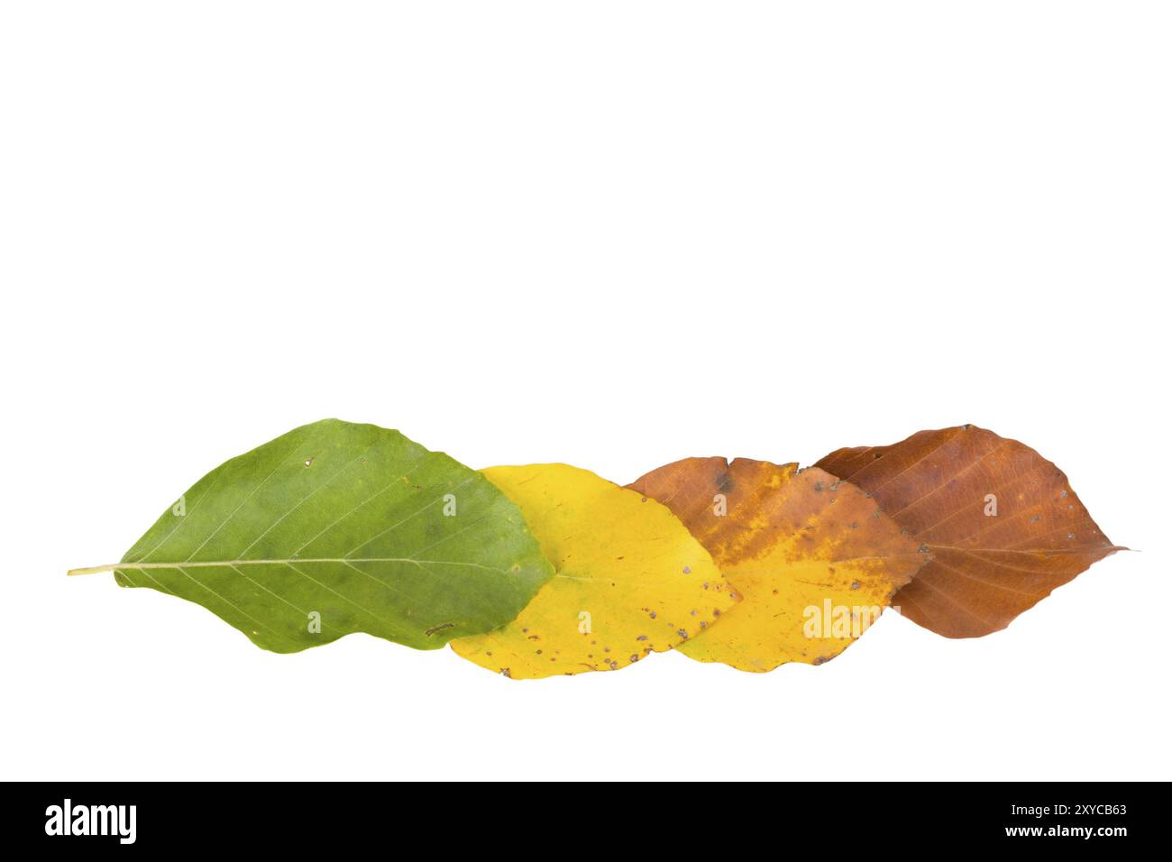 Leaves various colors in Cut Out Stock Images & Pictures - Alamy