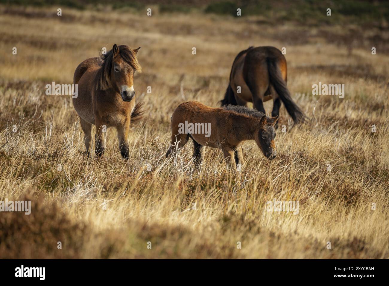 Wild Exmoor Ponies, seen on Porlock Hill in Somerset, England, UK Stock ...