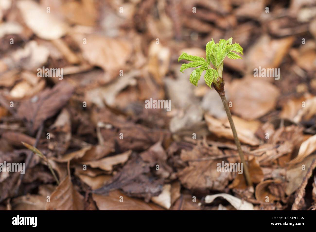 Young offspring of a horse chestnut in the wild Stock Photo - Alamy
