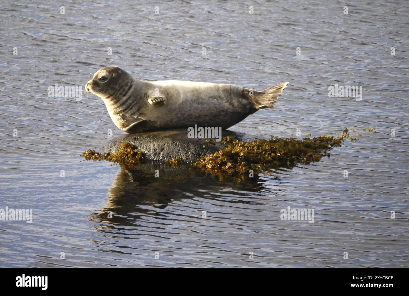 Seal resting on a rock in Steingrimsfjoerdur in Iceland Stock Photo - Alamy