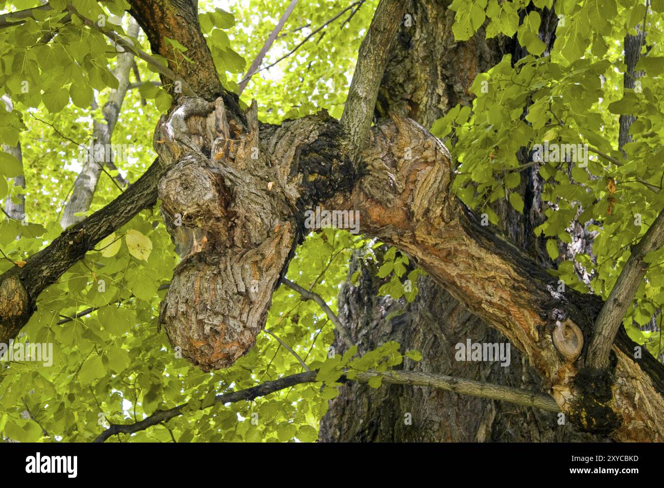 Millennial linden trees hi-res stock photography and images - Alamy