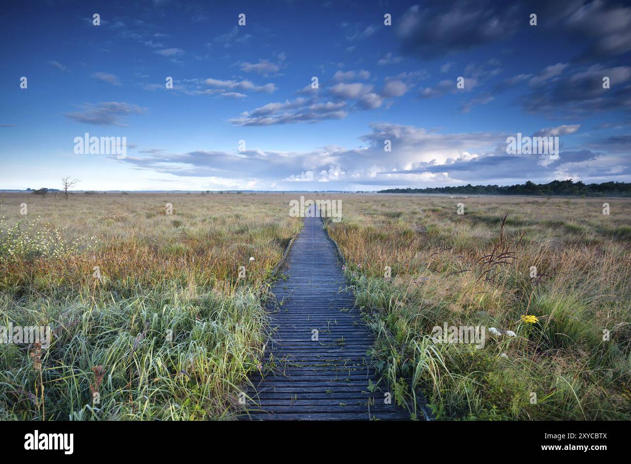 Blue sky wooden path through swamps, Fochteloerveen, Netherlands Stock ...