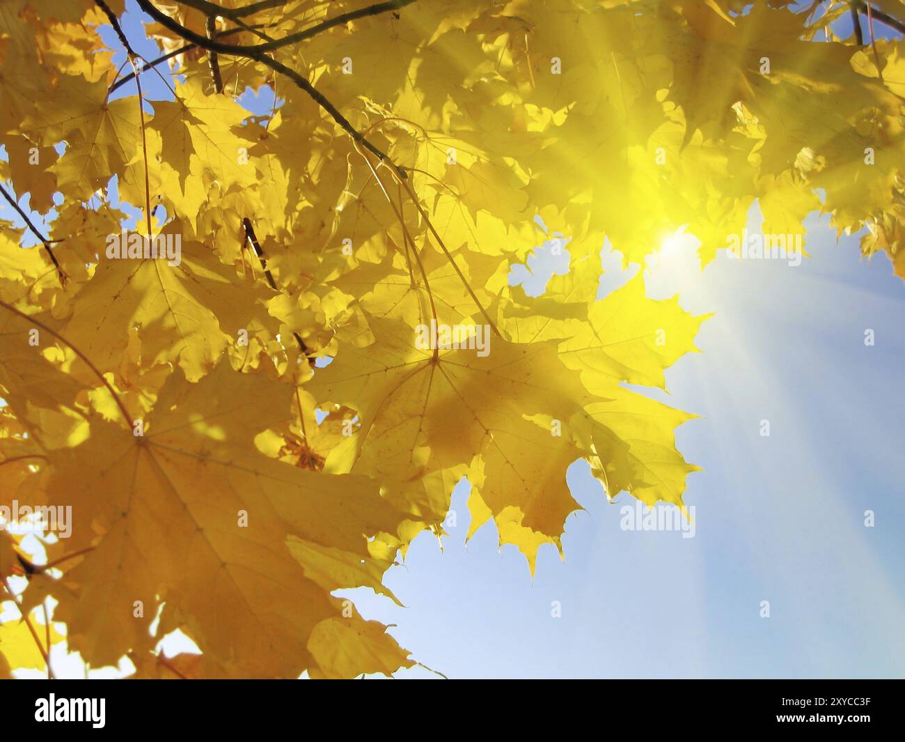Beautiful autumn leaves of maple tree Stock Photo - Alamy