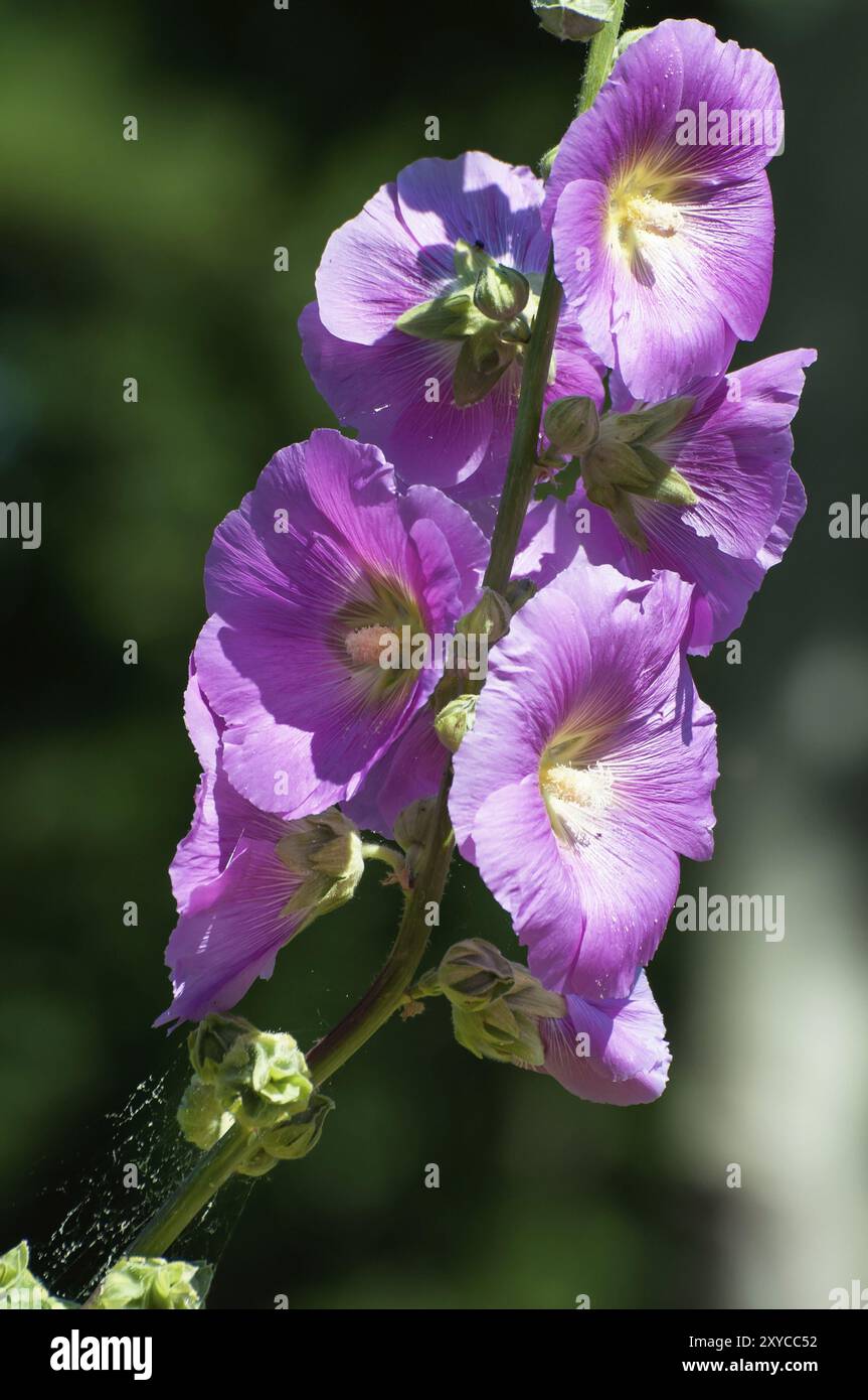 Hollyhock, also known as poplar rose, tree rose or garden rose, is a ...