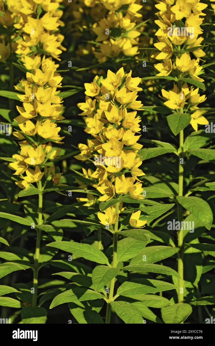 Garden yellow loosestrife. Beautiful yellow flowers closeup Stock Photo ...