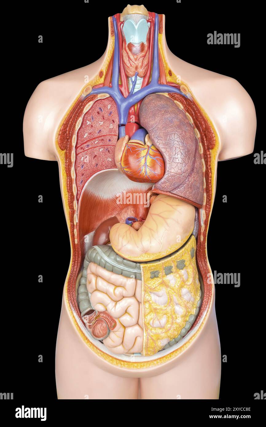Human body model with organs isolated on black background Stock Photo ...