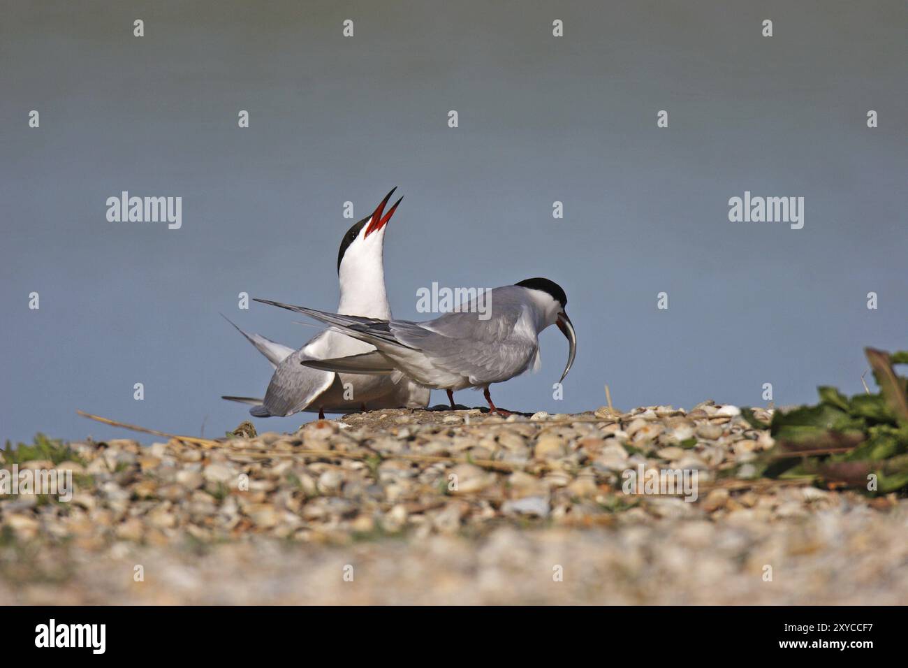 Common Tern, Sterna hirundo, common tern Stock Photo - Alamy