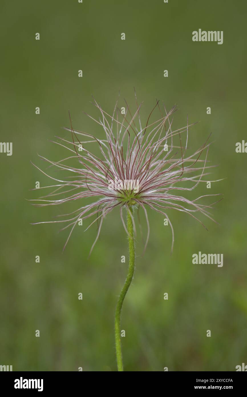 Pasque flower seedling, Pulsatilla, pasque flower seedling Stock Photo ...