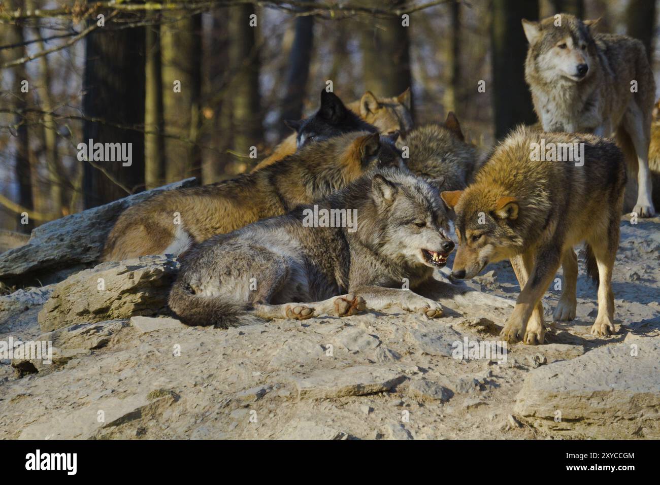 Timber wolf or American grey wolf (Canis lupus lycaon Stock Photo - Alamy